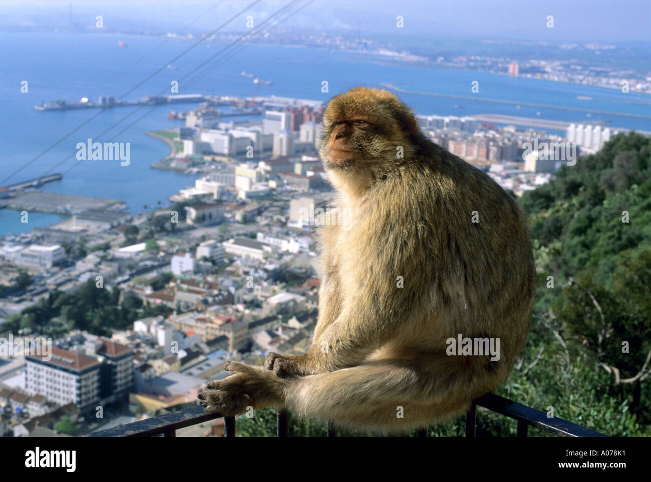 Monkey overlooking ocean hi-res stock photography and images - Alamy