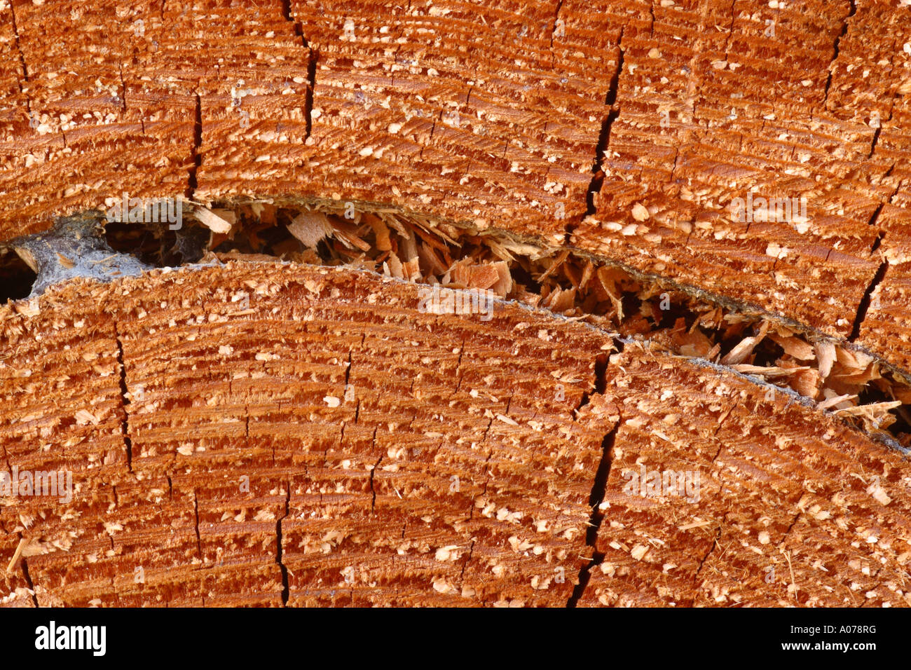 Felled tree close up detail of growth rings cracks and saw cut texture ...