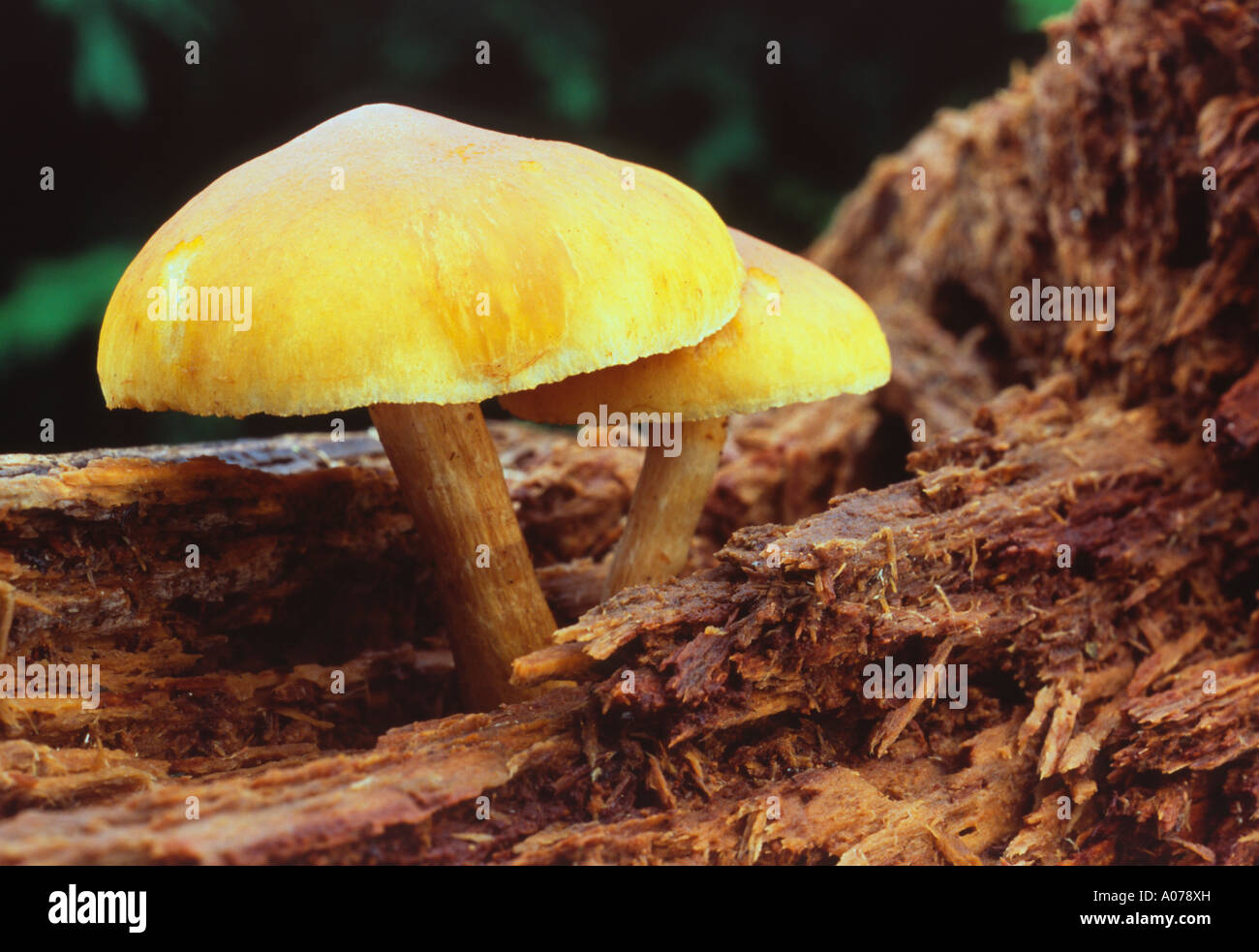 Rotten log hi-res stock photography and images - Alamy