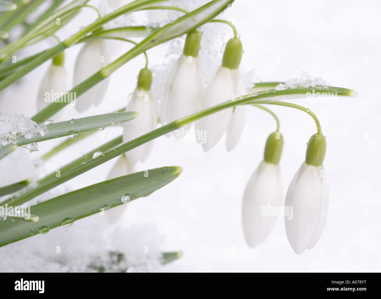 Early spring snowdrop flowers hi-res stock photography and images - Alamy