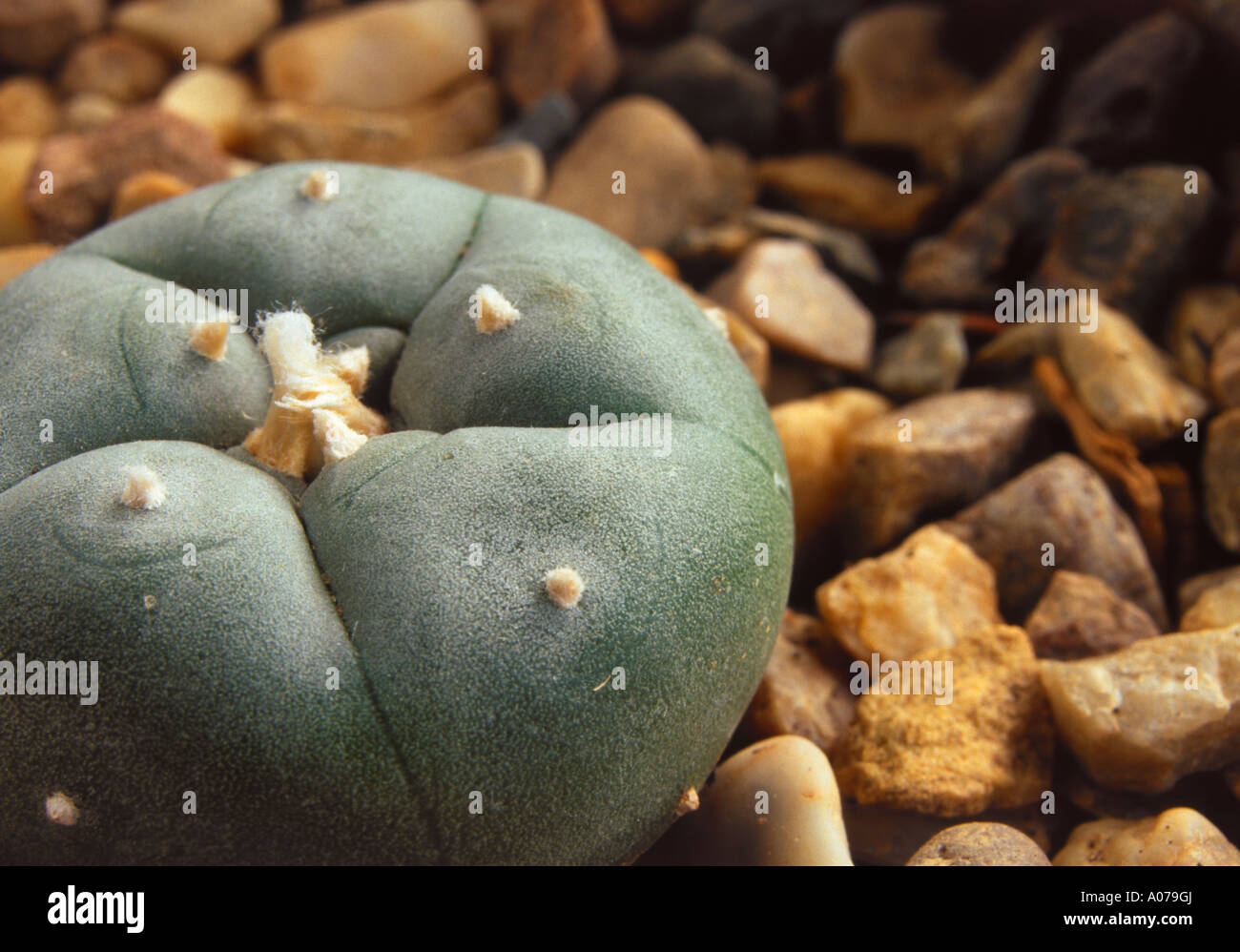 Peyote Button High Resolution Stock Photography and Images - Alamy