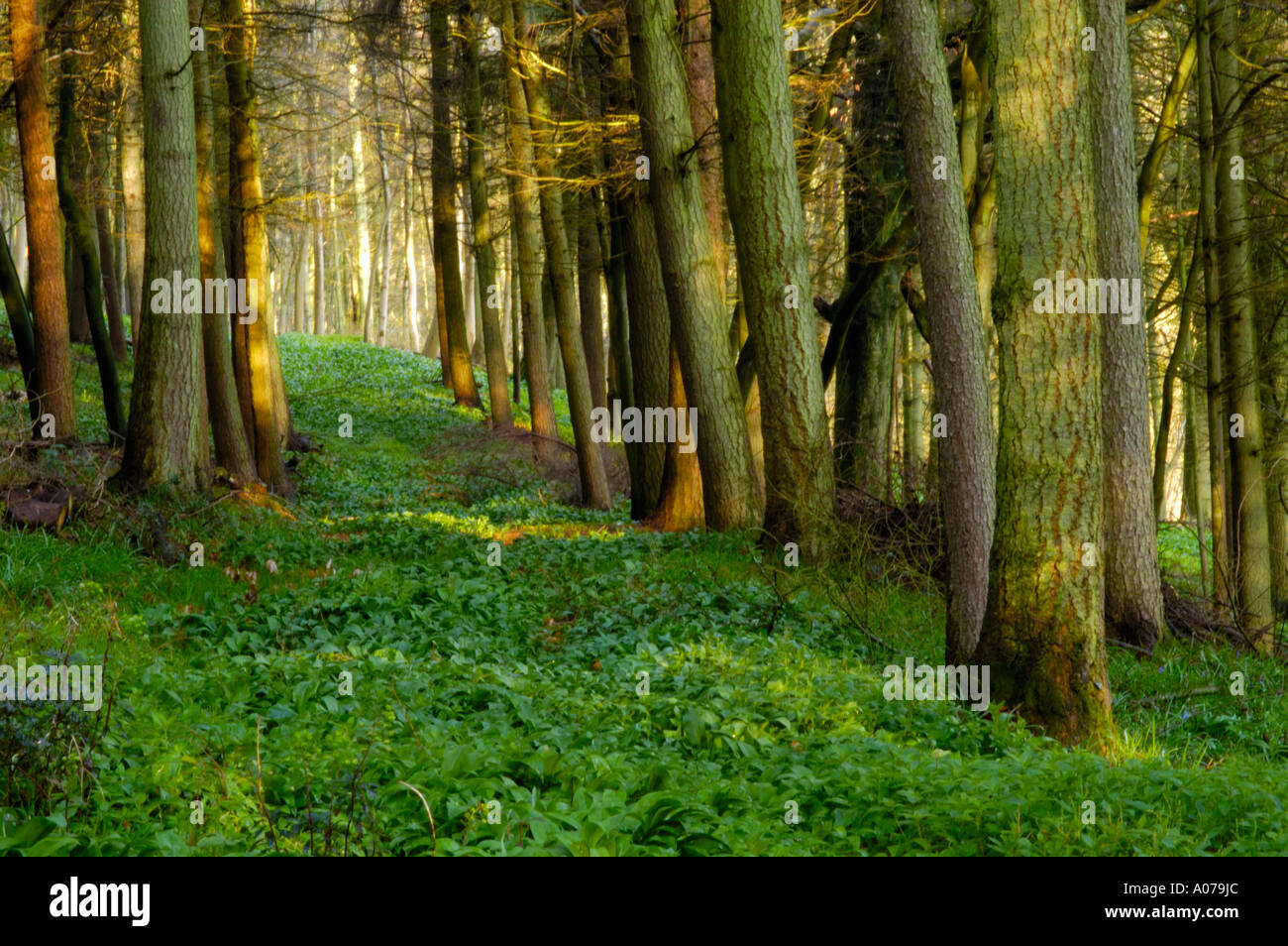 English woodland path Nine Barrow Down Stock Photo - Alamy