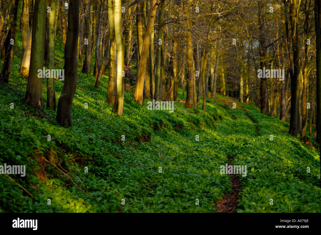 English woodland path Nine Barrow Down Stock Photo - Alamy