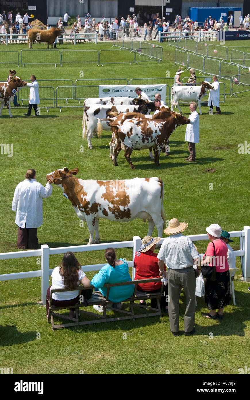 Farmers livestock cattle judging arena & parading ring spectators seats ...