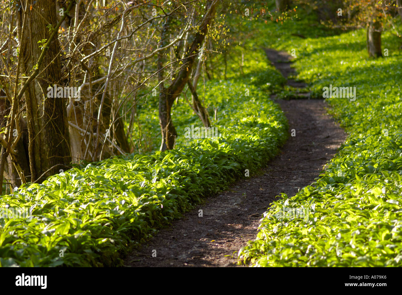 English woodland path Nine Barrow Down Stock Photo - Alamy