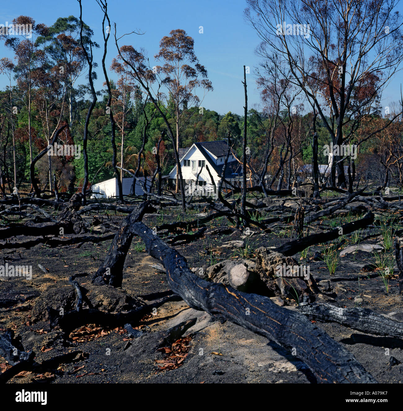 Australian Bush Fire Survivors Stock Photo - Alamy