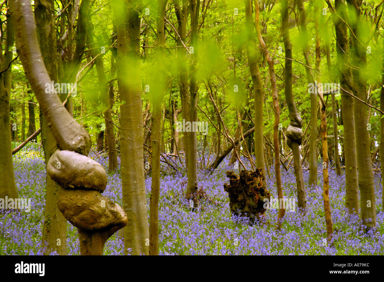 Bluebell wood Nine Barrow Down Stock Photo - Alamy