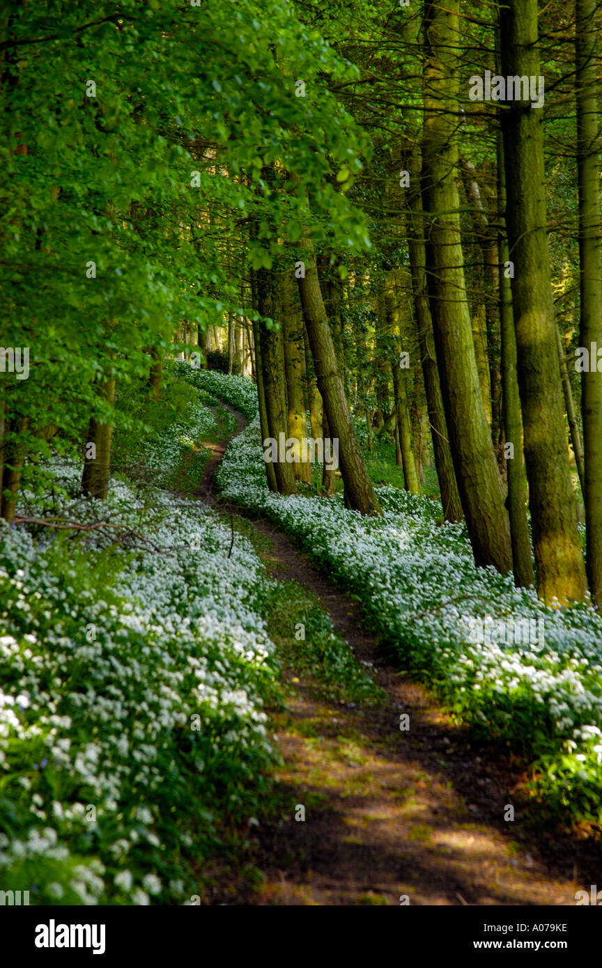 English woodland path Nine Barrow Down Stock Photo - Alamy