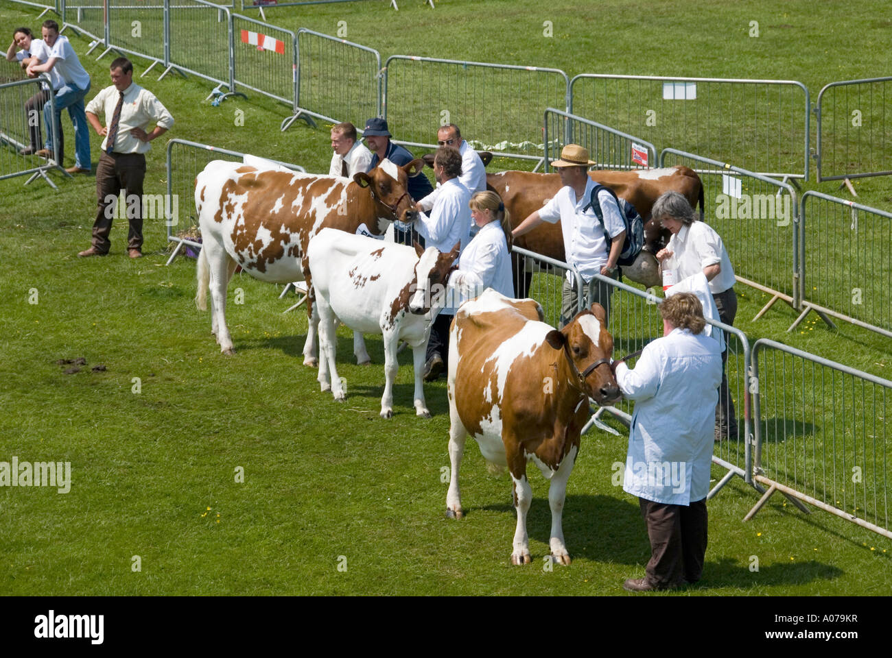 The Royal Cornwall County Show looking down on livestock judging ring ...