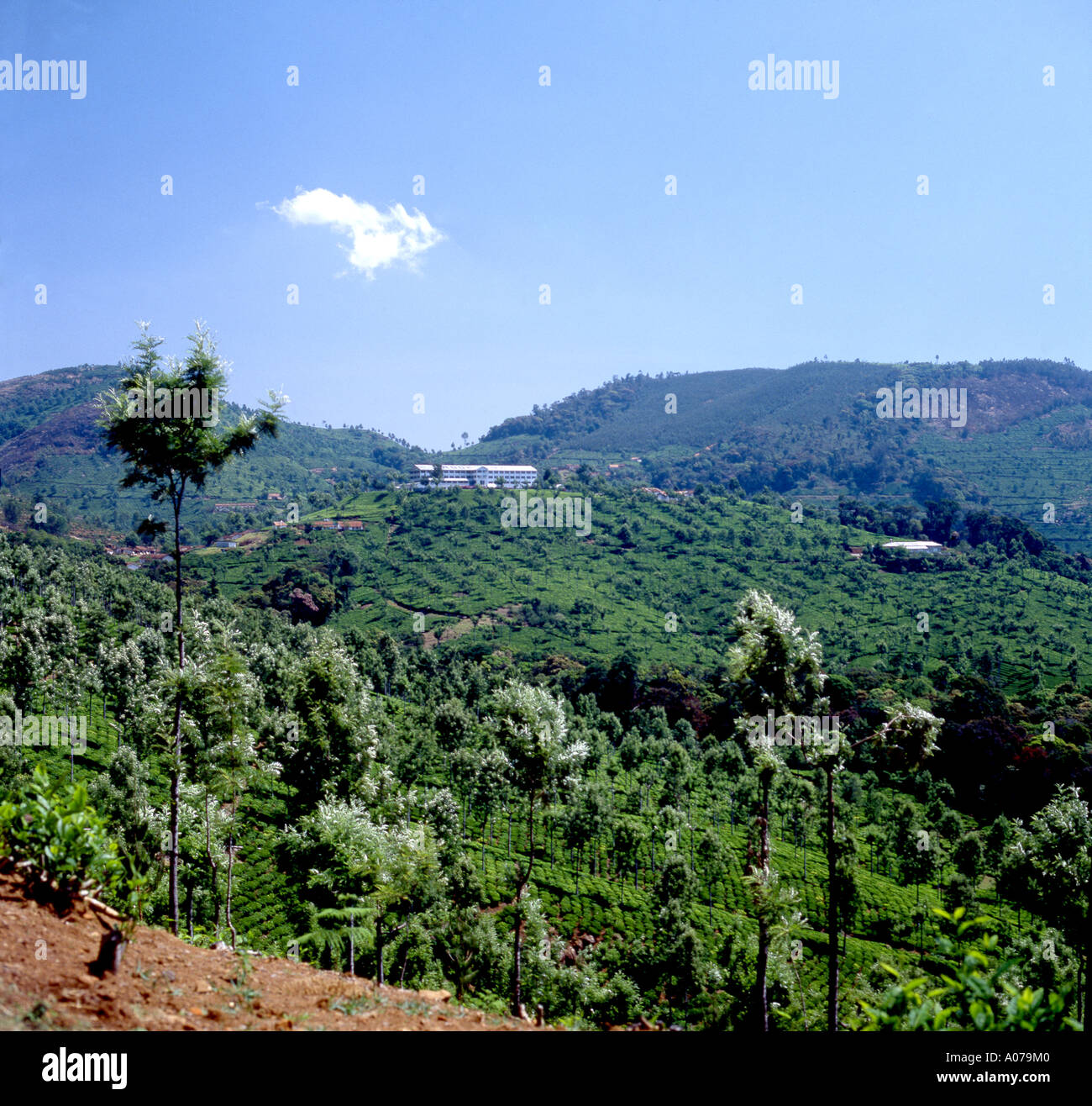 Indian Tea Plantation Coonoor Stock Photo - Alamy