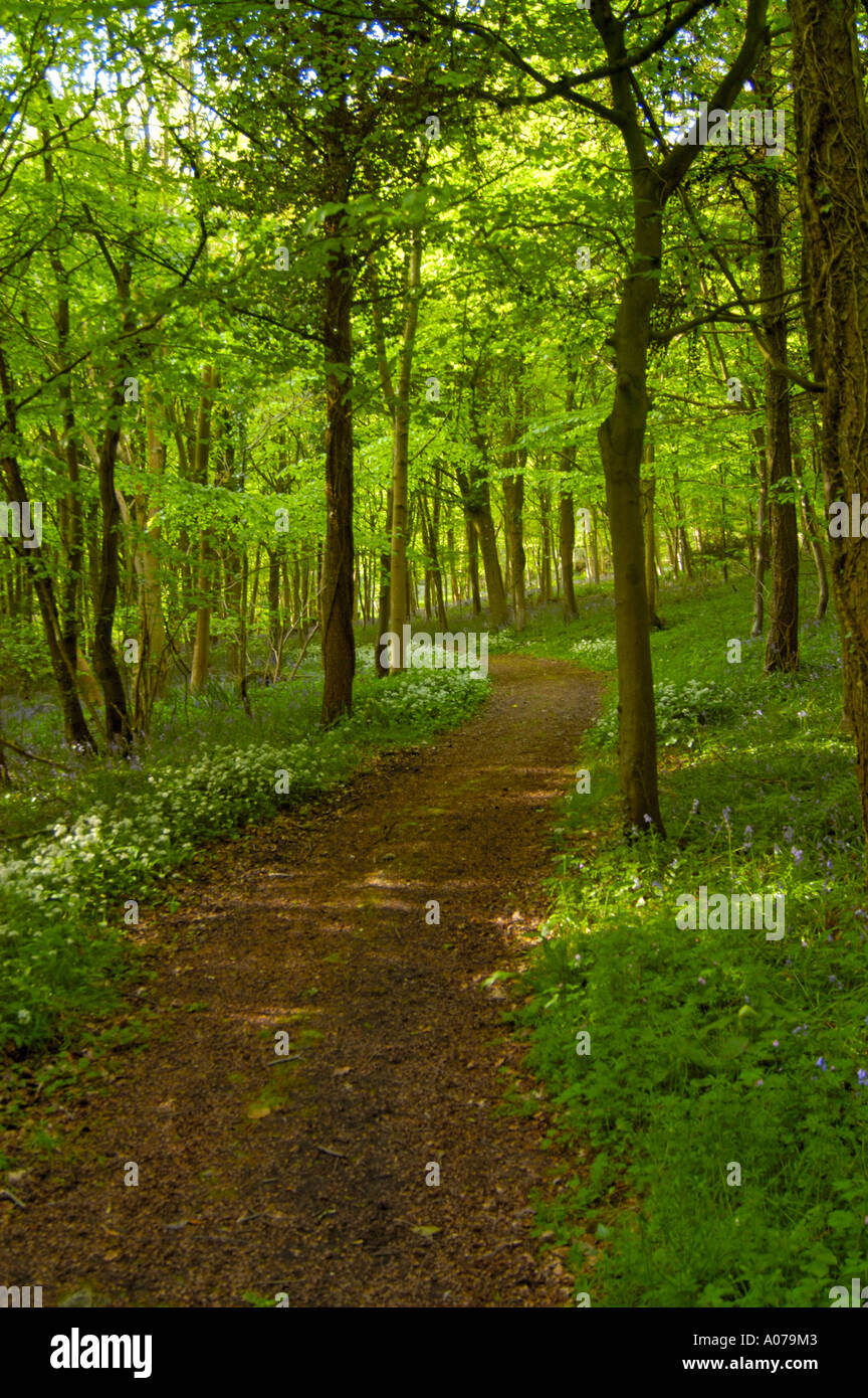 English woodland path Nine Barrow Down Stock Photo - Alamy