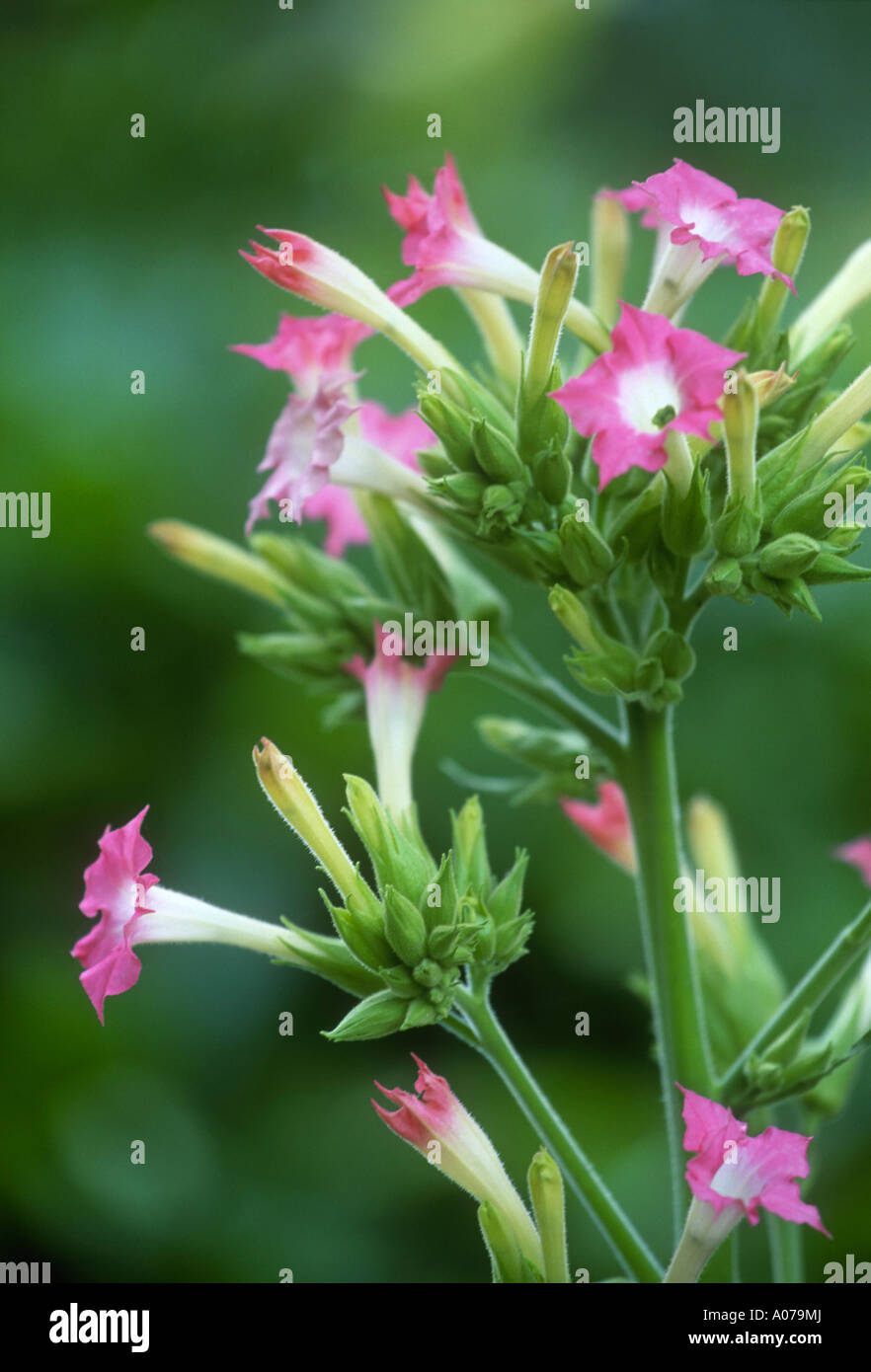 Tobacco flower hi-res stock photography and images - Alamy