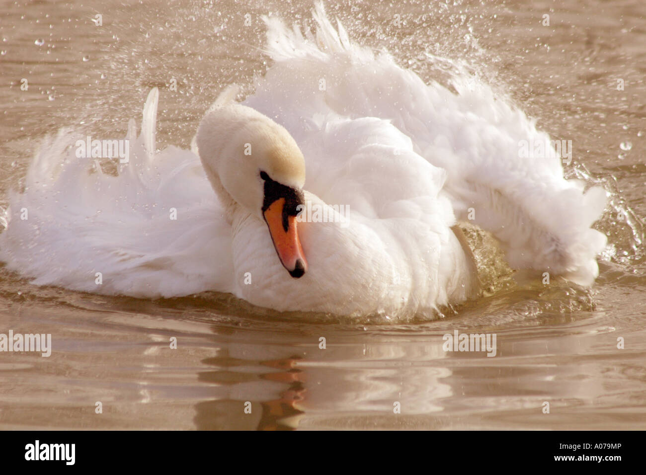Preening Flapping And Bathing Behaviour High Resolution Stock ...