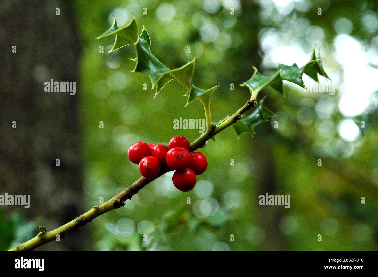 Holly woods hi-res stock photography and images - Alamy