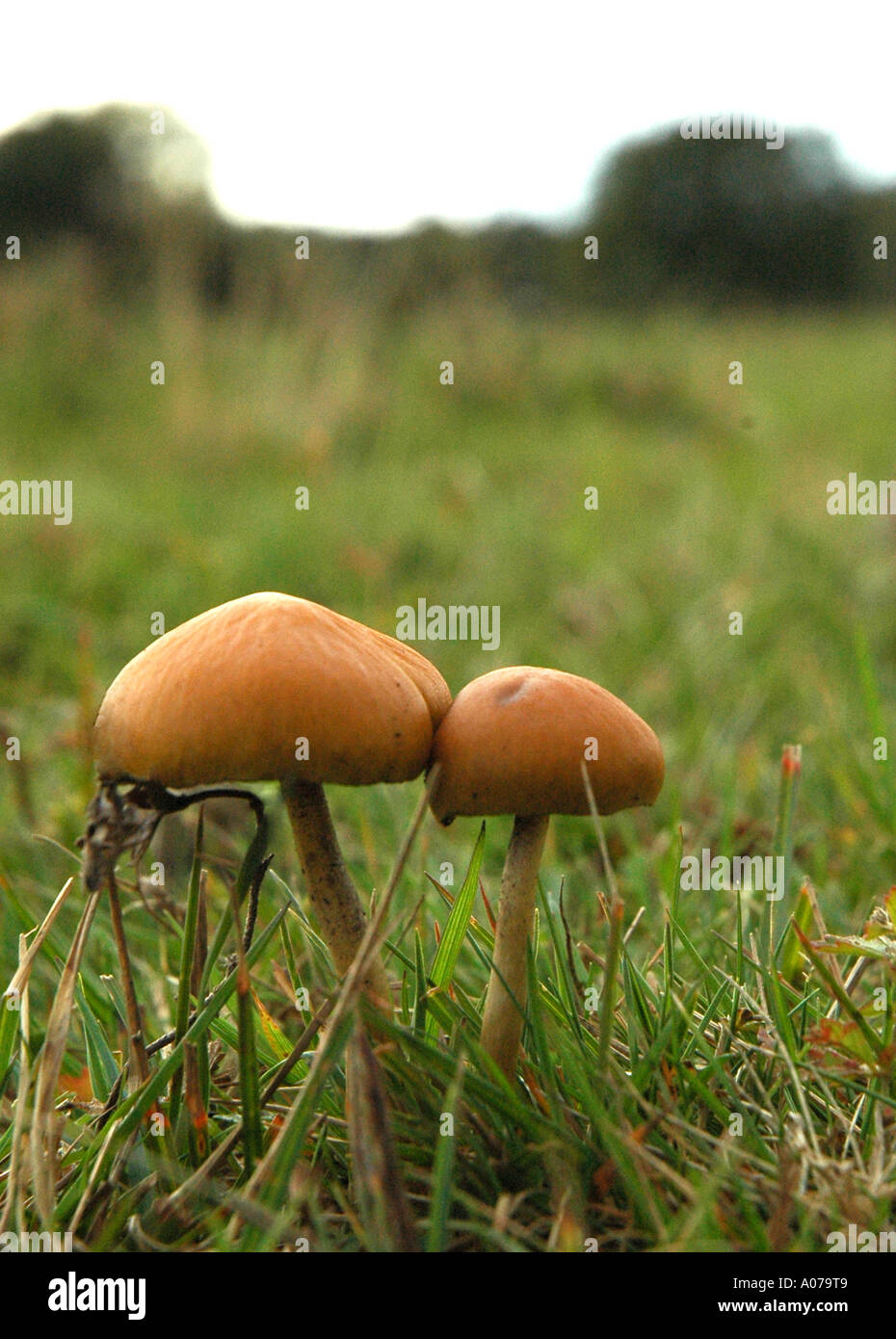 Mushrooms in a Field Stock Photo - Alamy