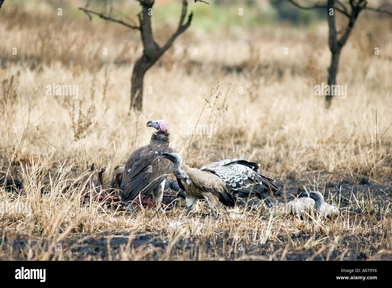 White vultures eating meat hi-res stock photography and images - Alamy