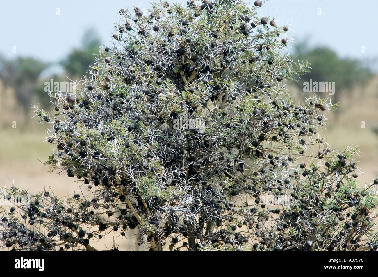 African Savanna Whistling Thorn Adaptation