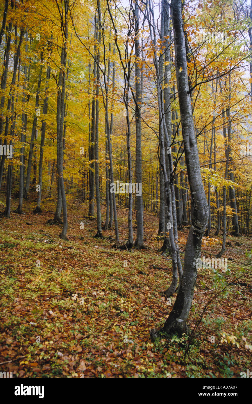 Fall colours in the forest of Triglav park Slovenia Stock Photo - Alamy