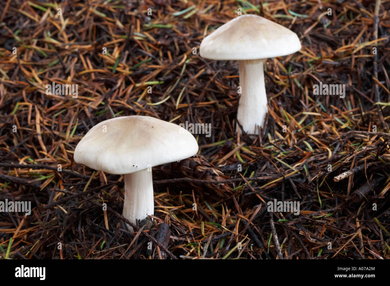 2 white toadstools growing in pine needles Stock Photo - Alamy