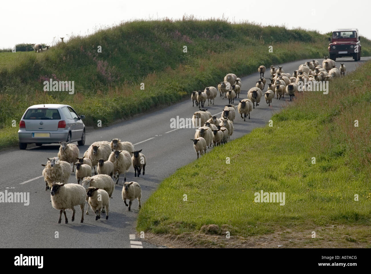 Sheep street hi-res stock photography and images - Alamy