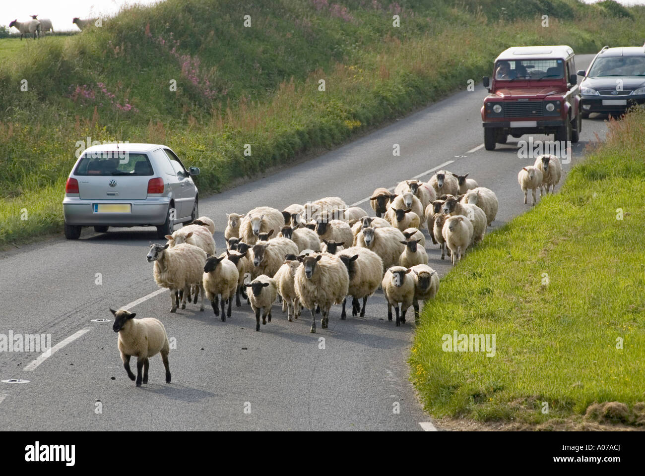 Car driving past sheep hi-res stock photography and images - Alamy