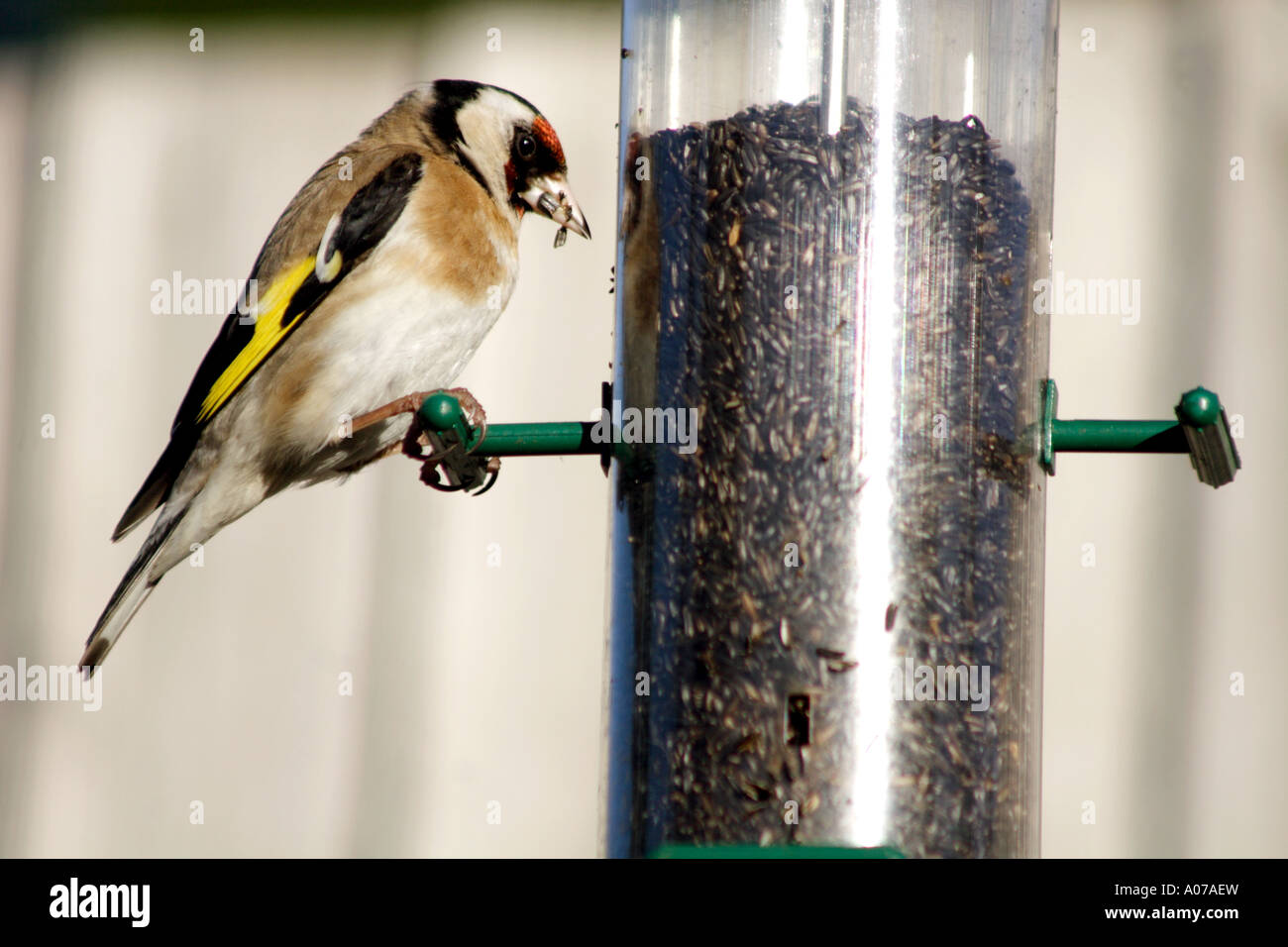 Nijer seed feeder hi-res stock photography and images - Alamy