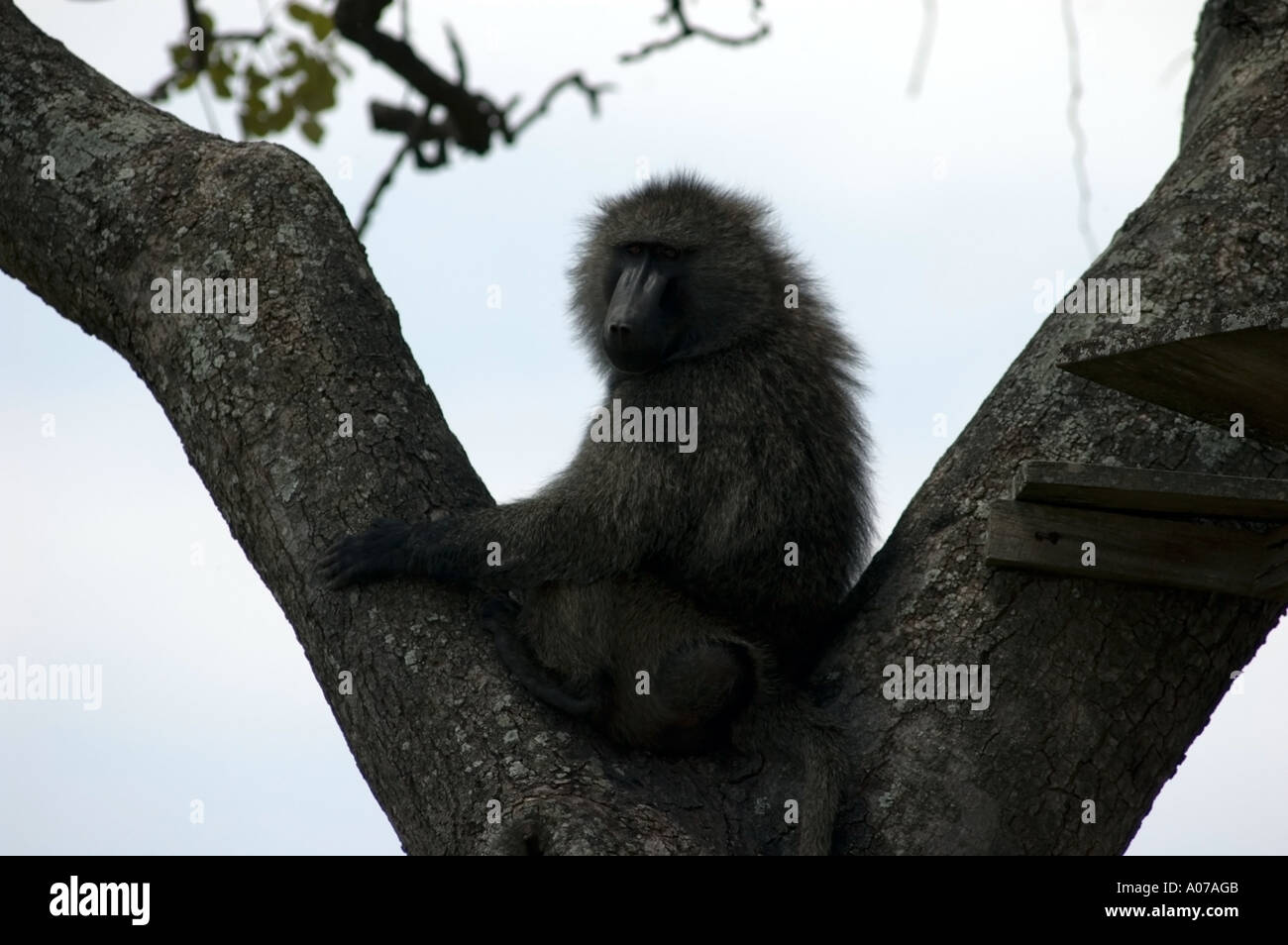 Lobo house hi-res stock photography and images - Alamy
