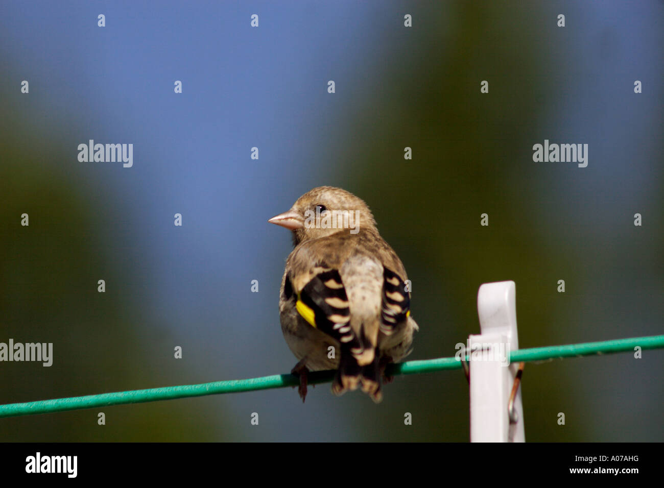 Juvenile Goldfinch perched on washing line, Carduelis carduelis Stock ...