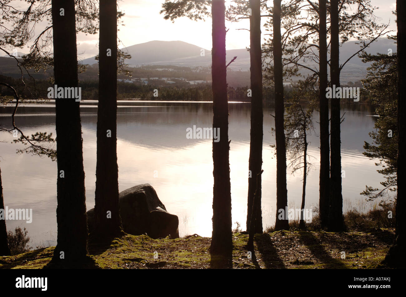 Loch garten birds hi-res stock photography and images - Alamy