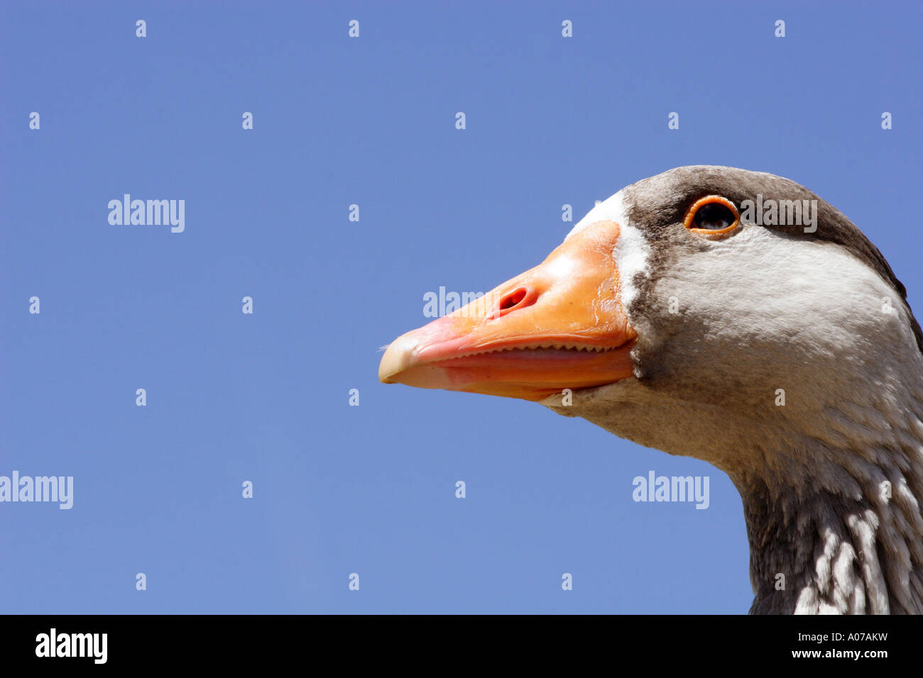 Goose anser portrait close hi-res stock photography and images - Alamy