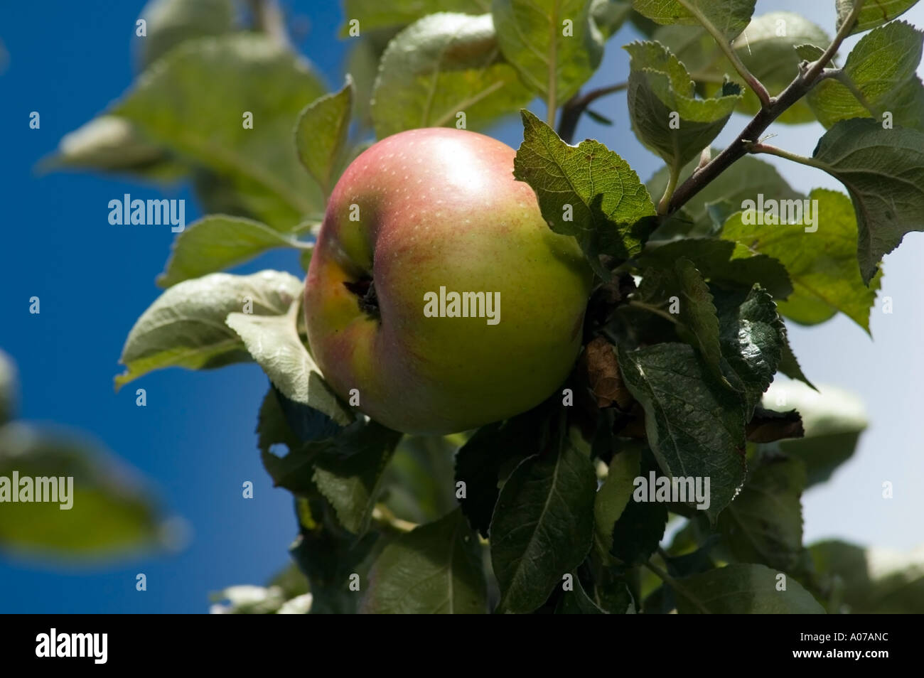 Munch apple tree hi-res stock photography and images - Alamy