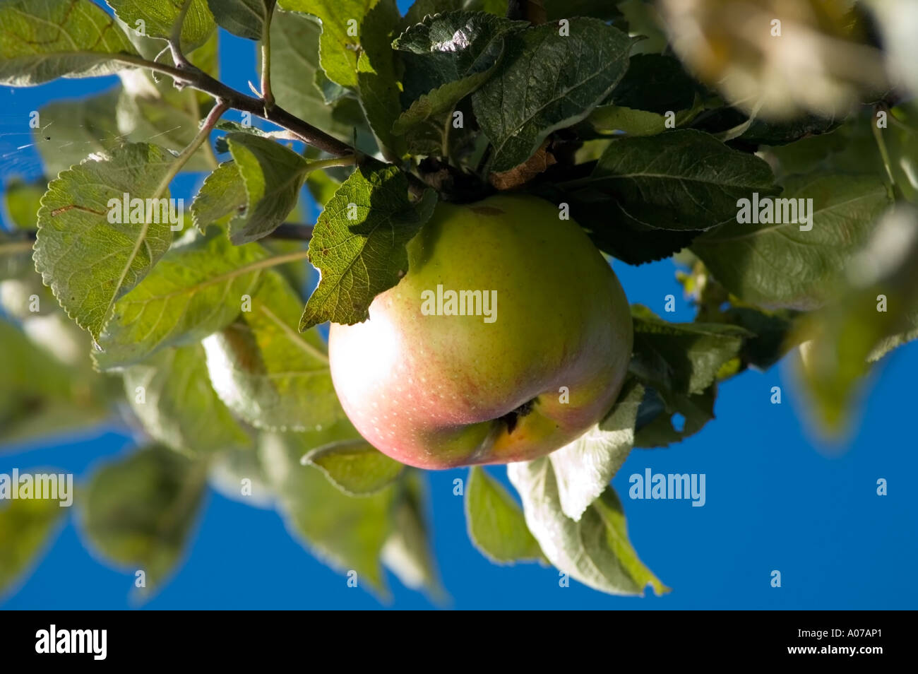 English apple on the tree under a dark blue summer sky, Essex, England ...