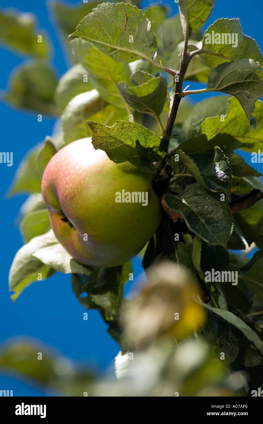 English apple on the tree under a dark blue summer sky, Essex, England ...