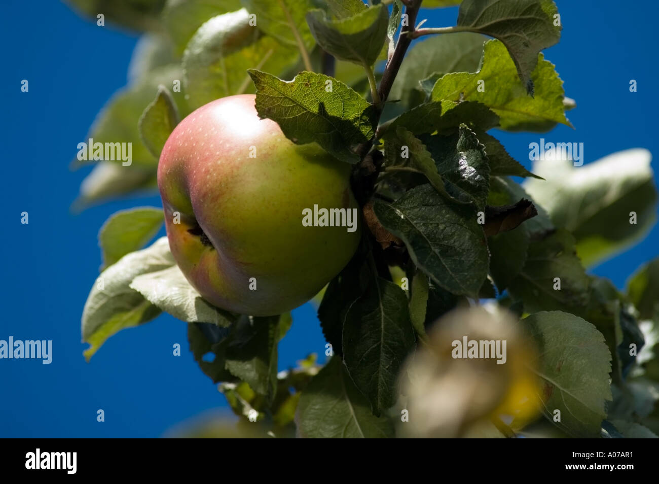 Munch apple tree hi-res stock photography and images - Alamy