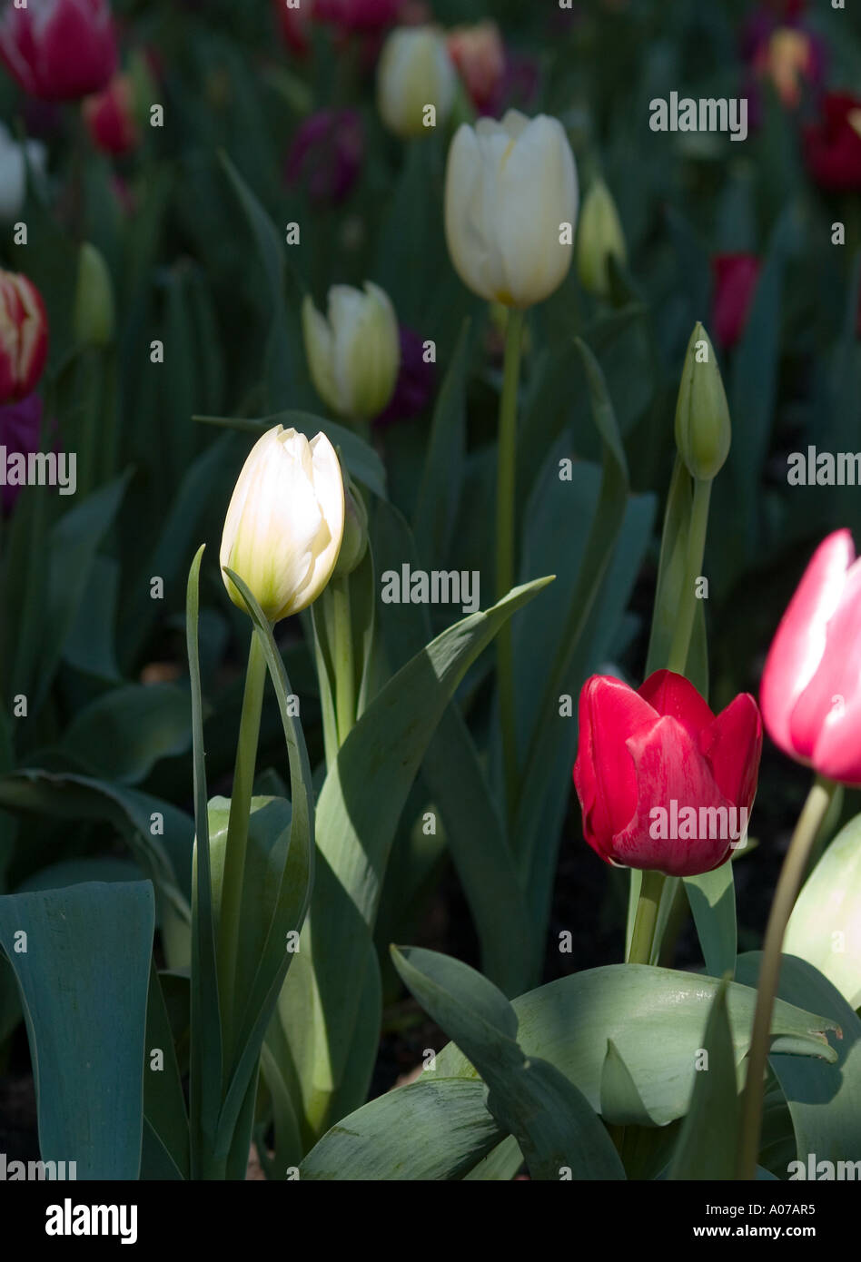 Tulipa cultivars hi-res stock photography and images - Alamy