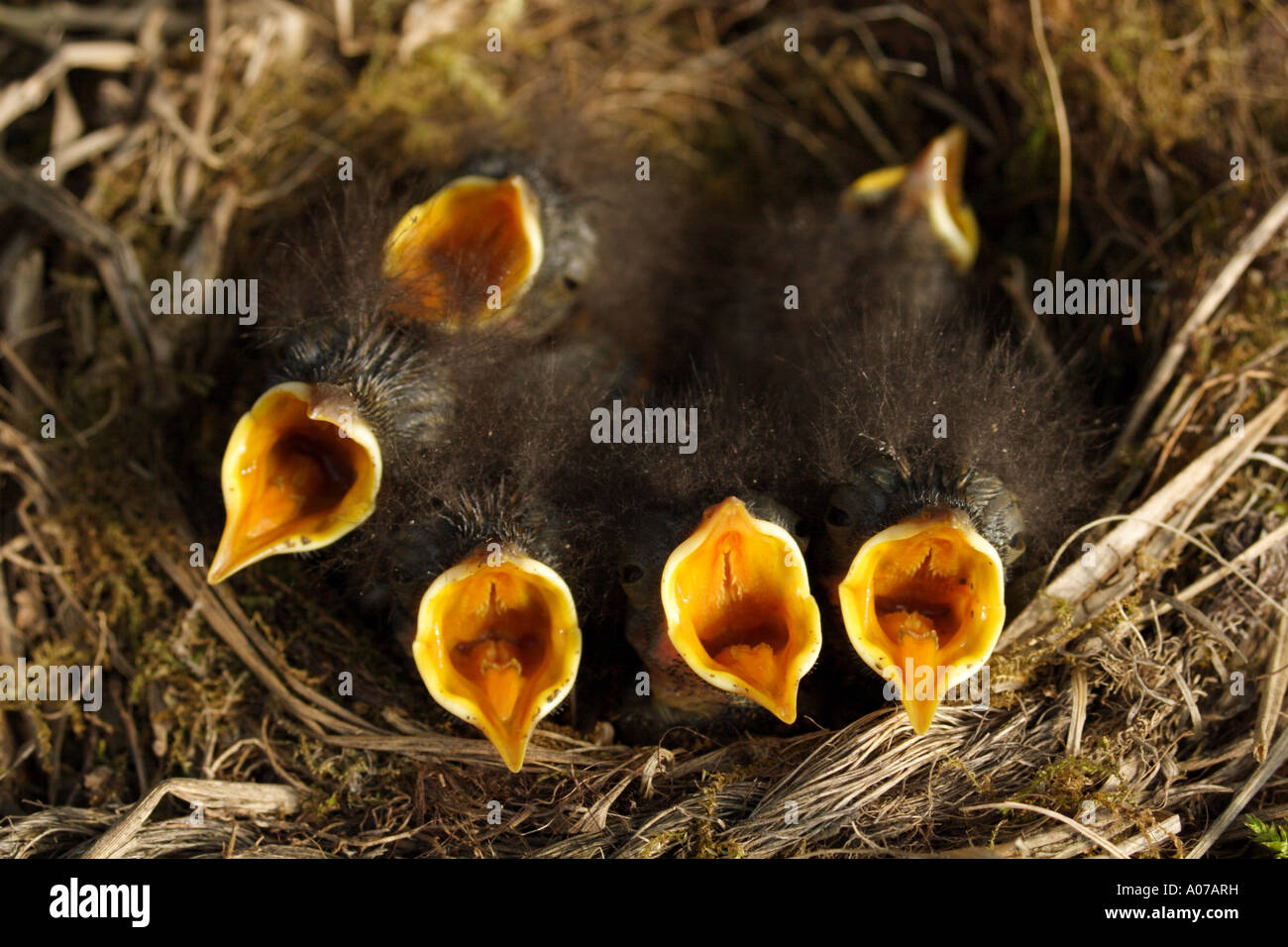 Robin uk nest hi-res stock photography and images - Alamy
