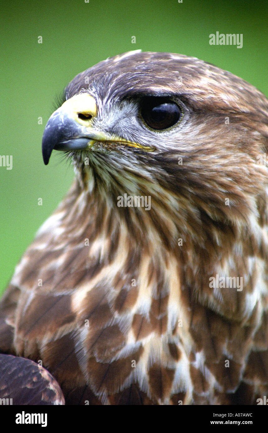 European Buzzard portrait Stock Photo - Alamy