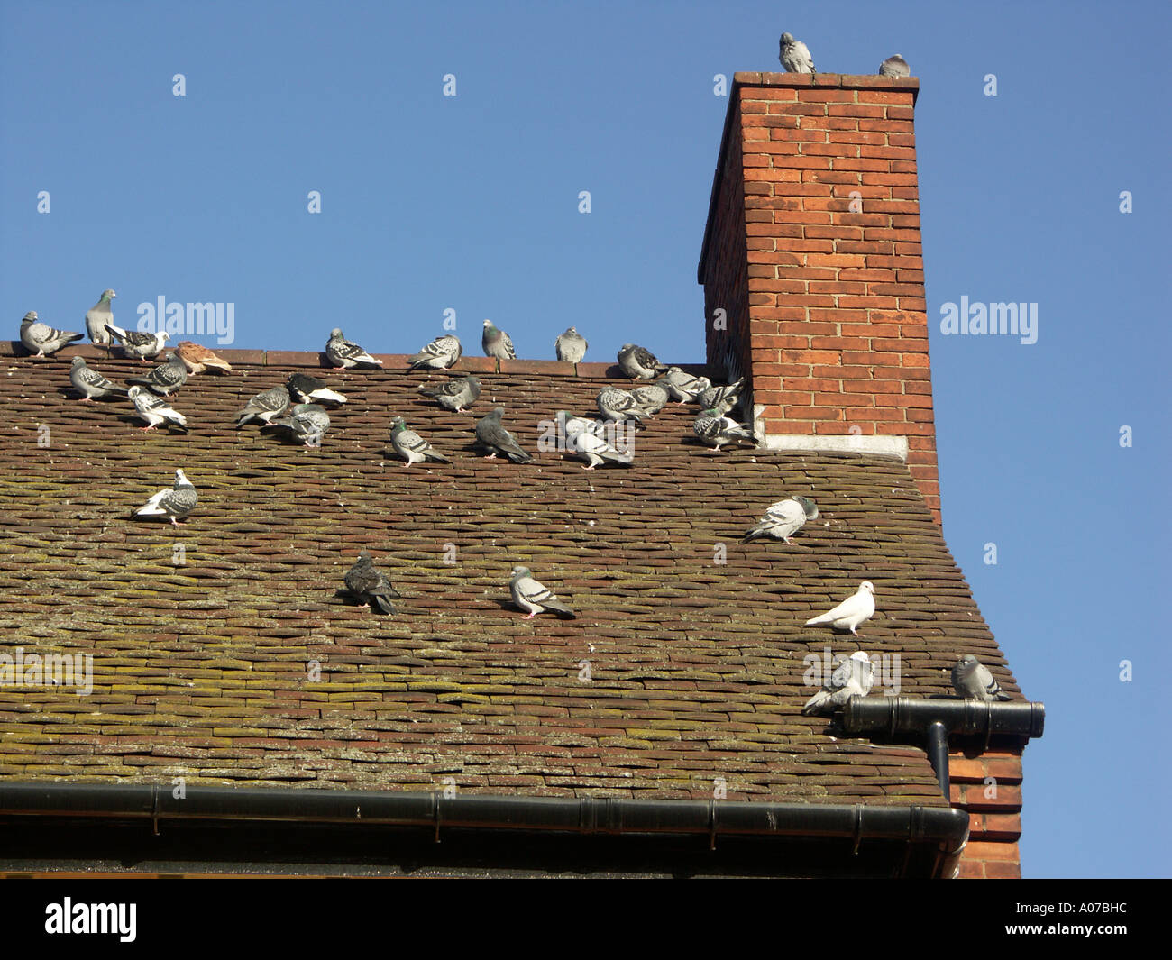 Pigeons on roof Stock Photo - Alamy