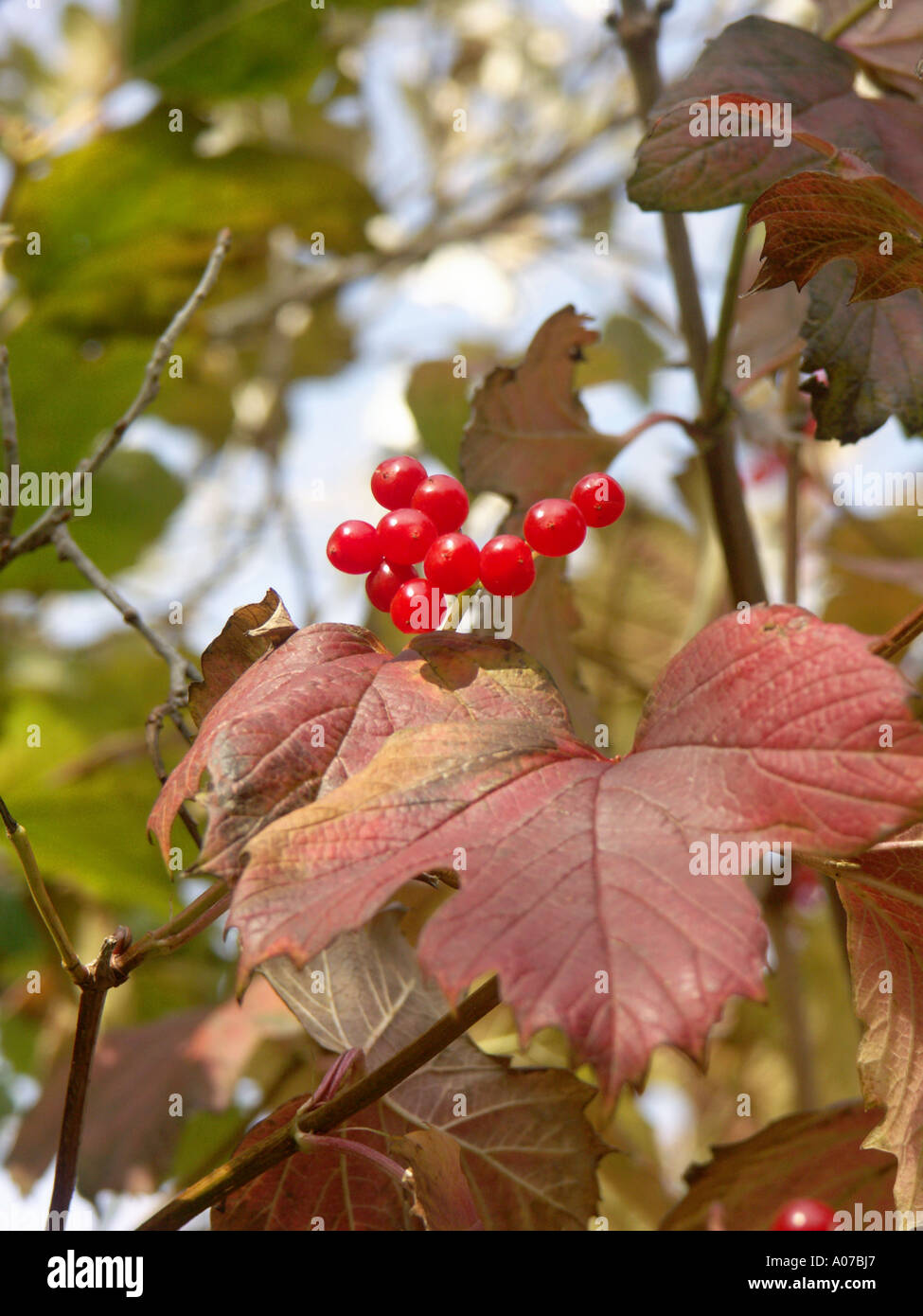 Red Berries in Autumn 1 Stock Photo - Alamy