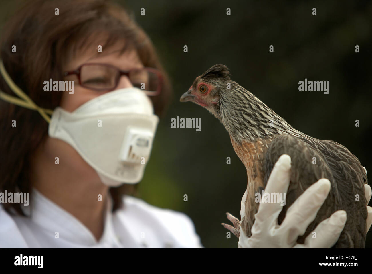 Poultry vaccination hi-res stock photography and images - Alamy