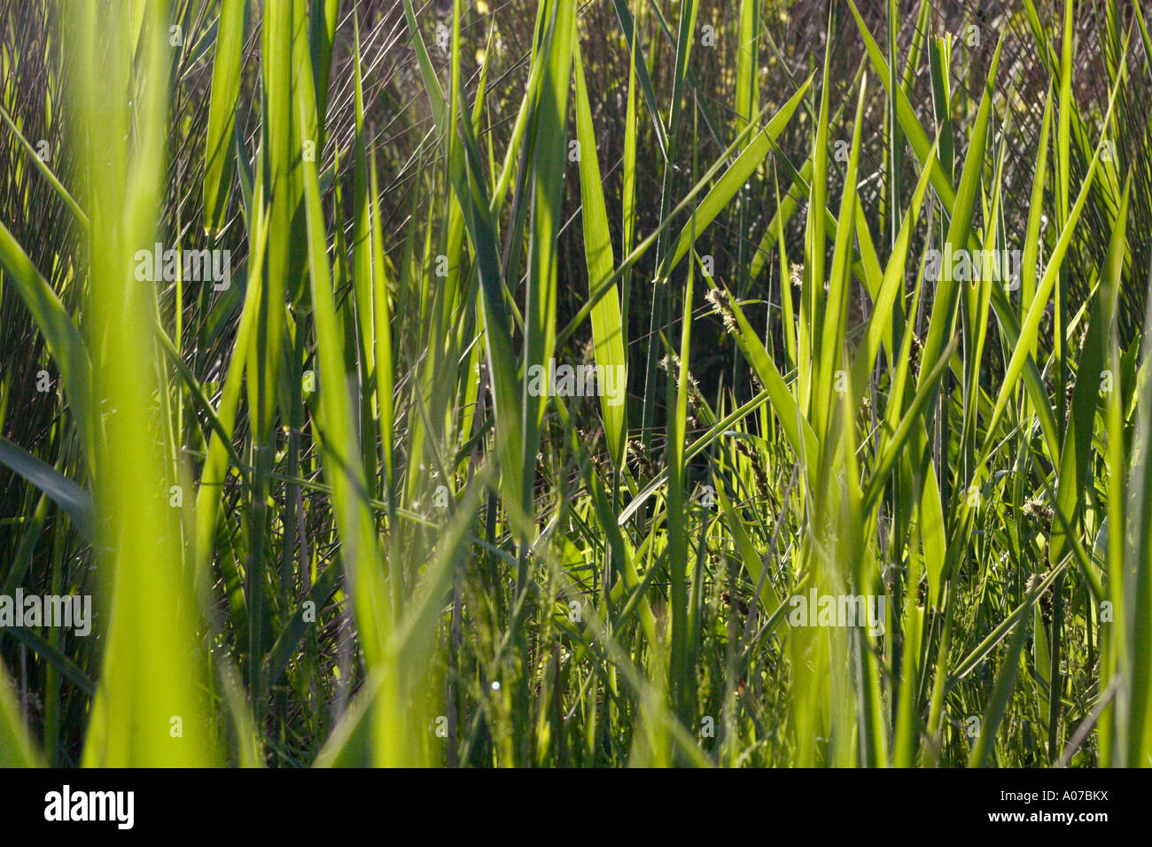 A bug's eye view through long, overgrown grass Stock Photo - Alamy