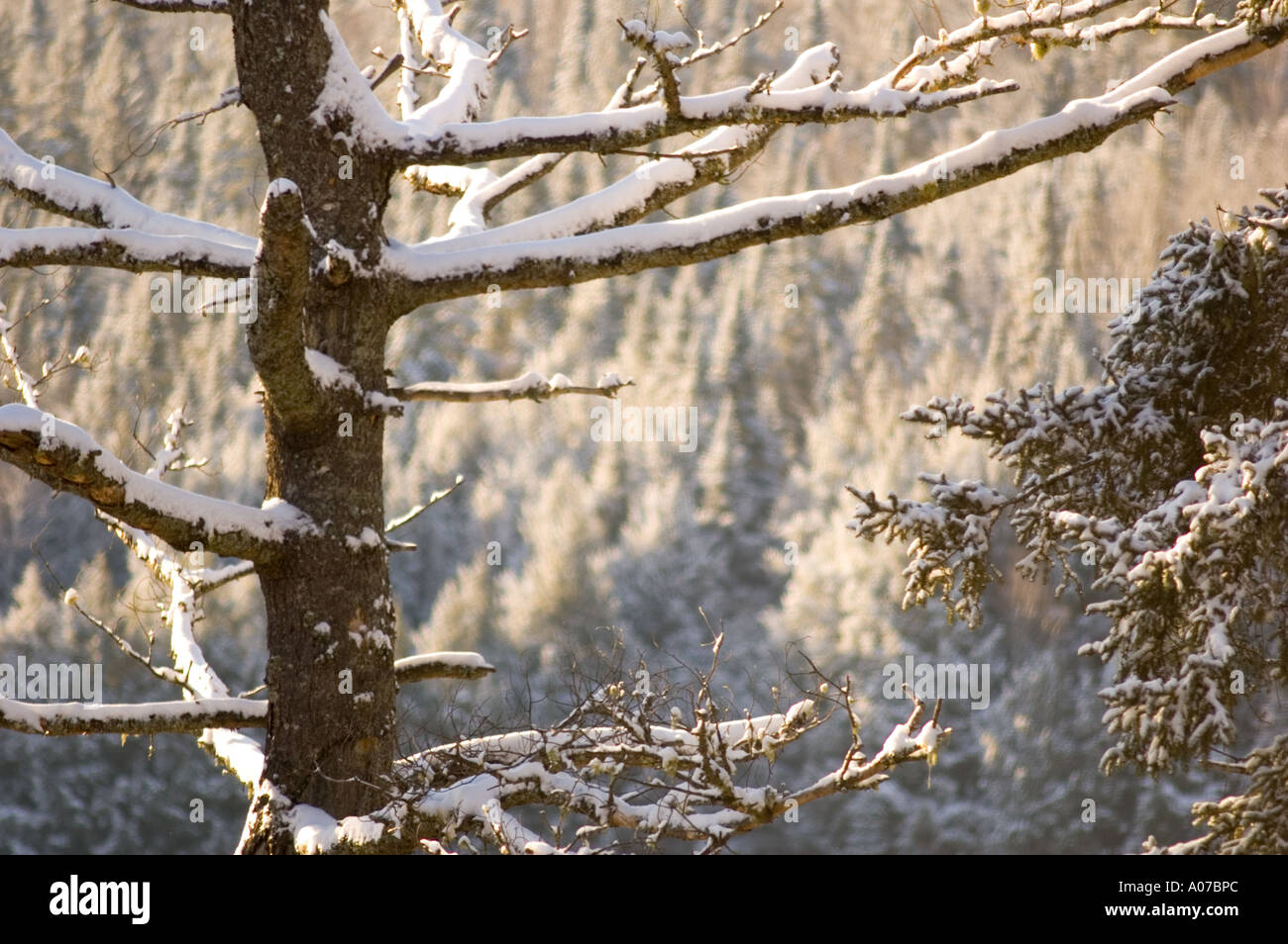 Dead pine tree in front of dense boreal forest northern forest with ...