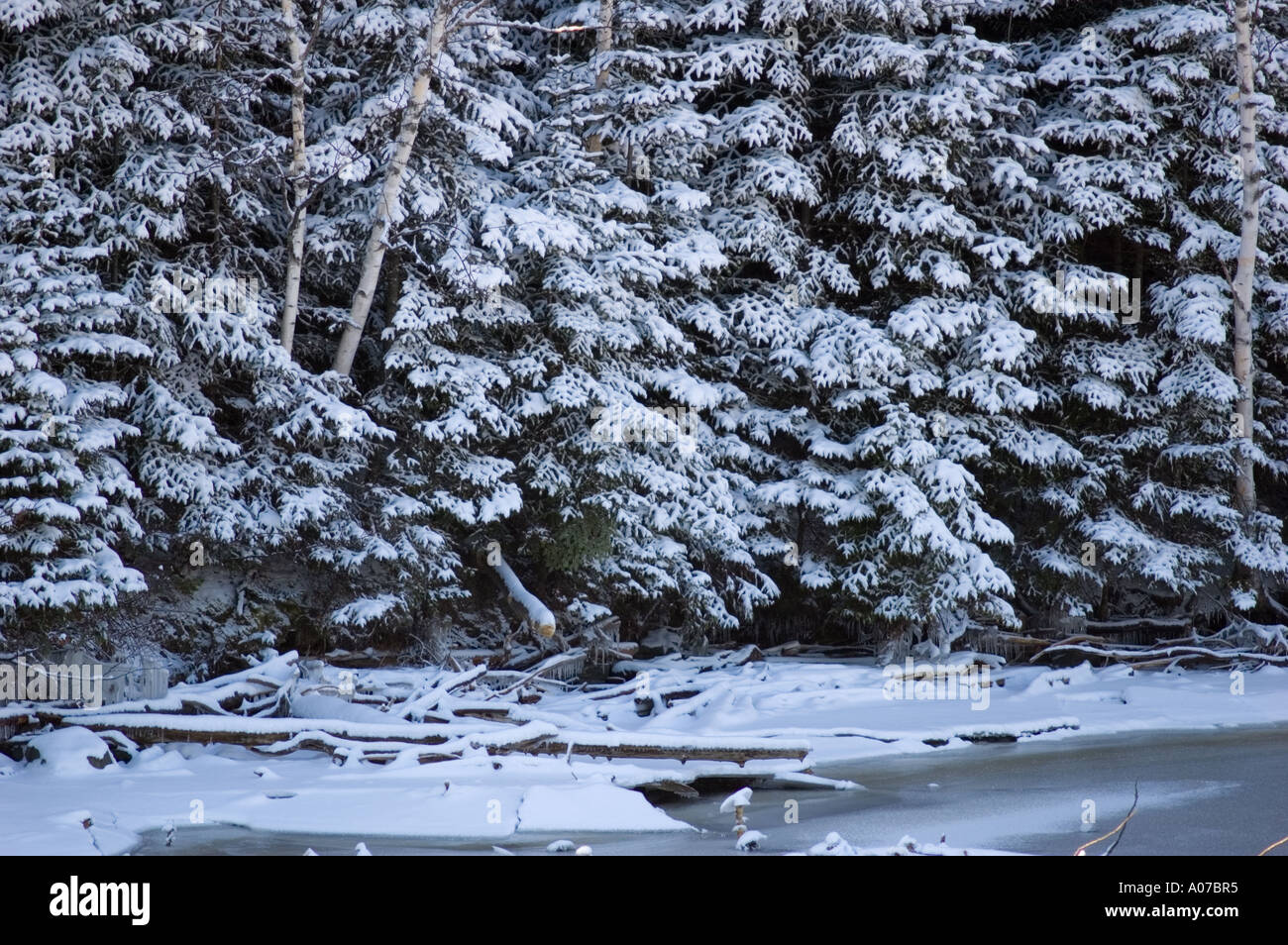 Northern forest covered by first snowfall of winter with forest edge ...