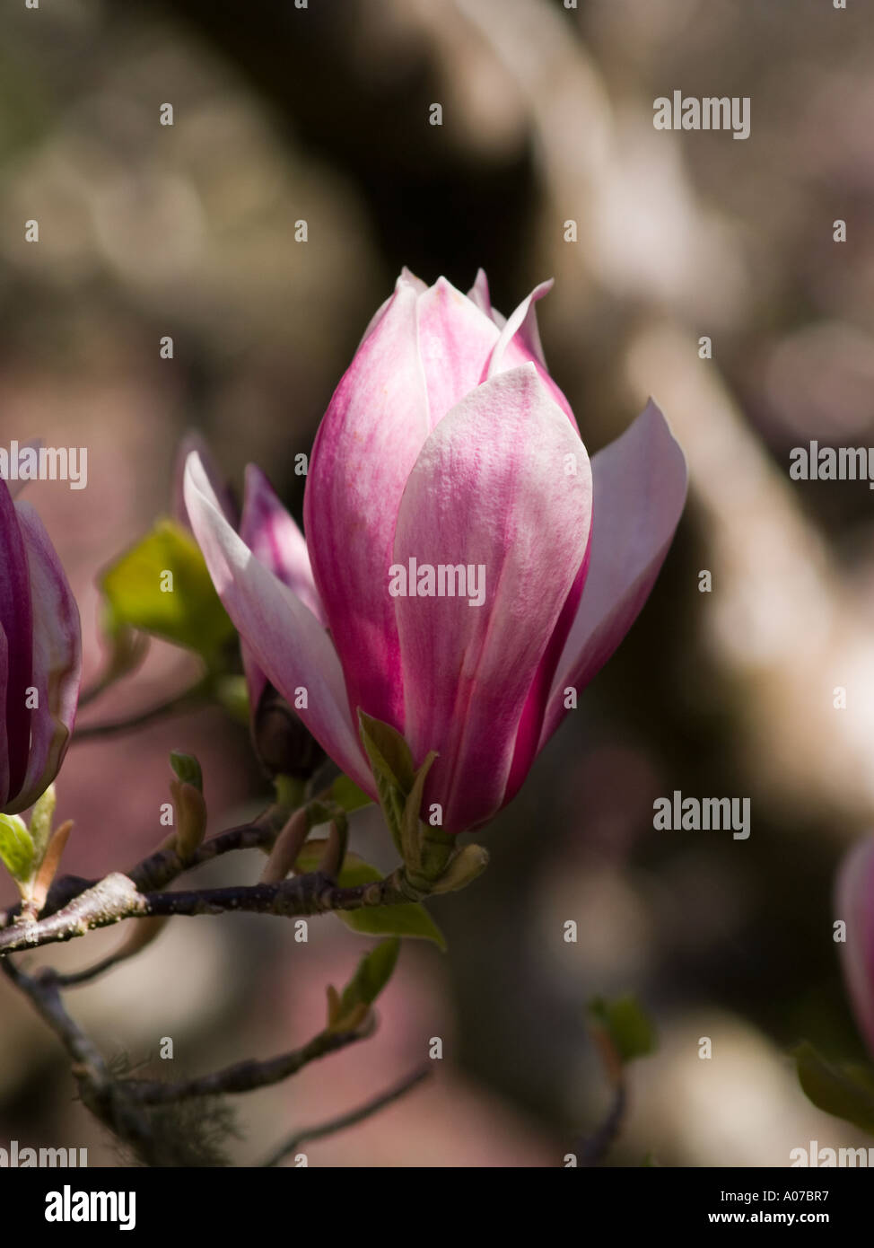 Pink and white flowered Magnolia Magnoliaceae Hybrid Cultivar of M ...