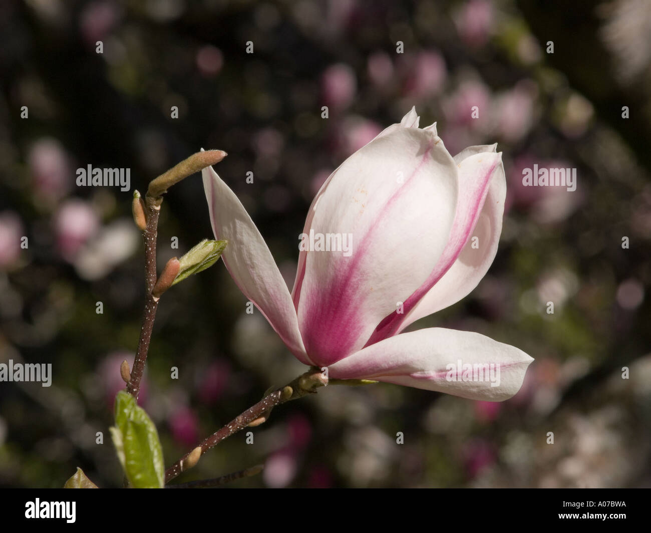 Pink and white flowered Magnolia Magnoliaceae Hybrid Cultivar of M ...