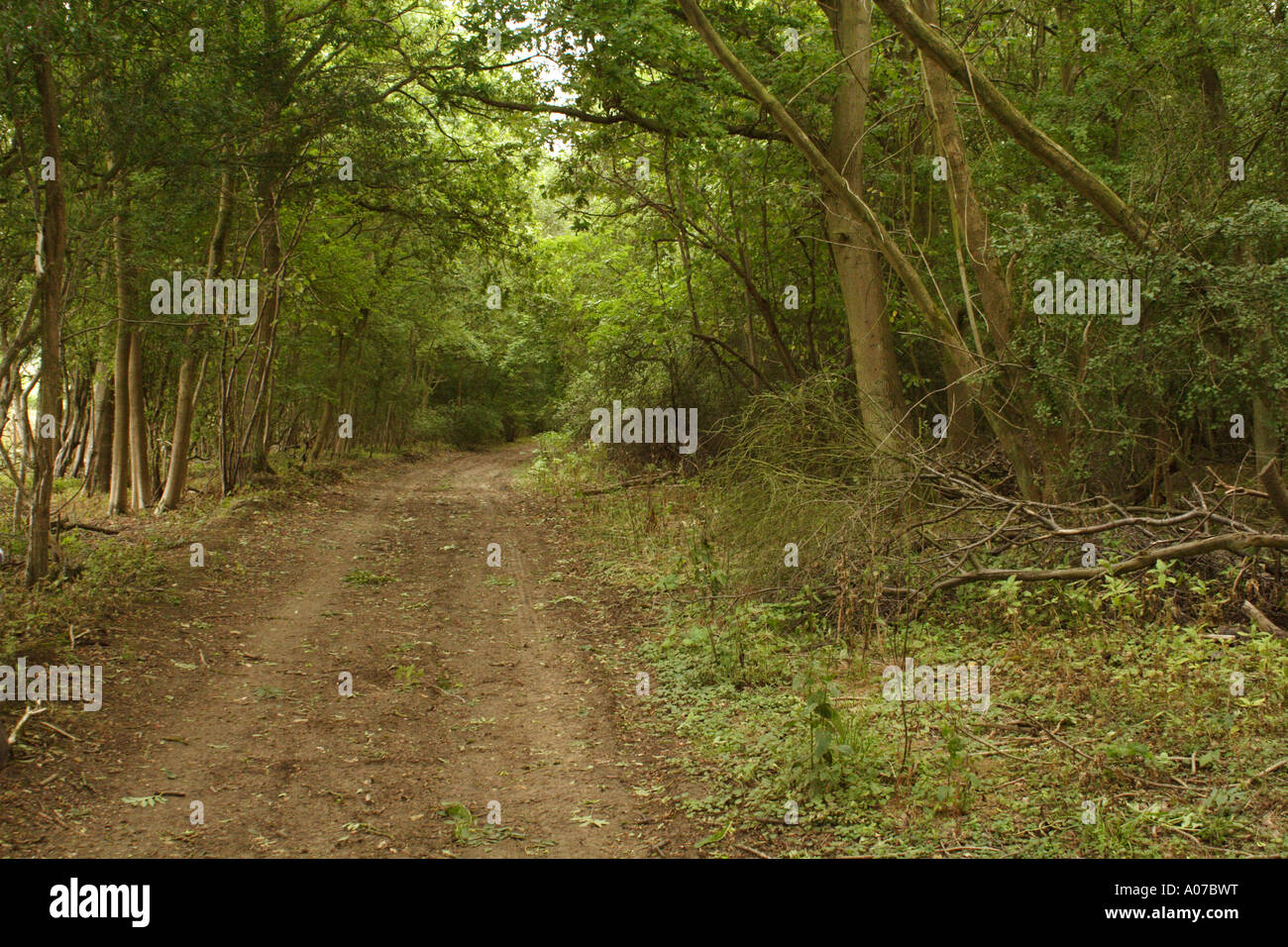 Woodland track, UK Stock Photo - Alamy
