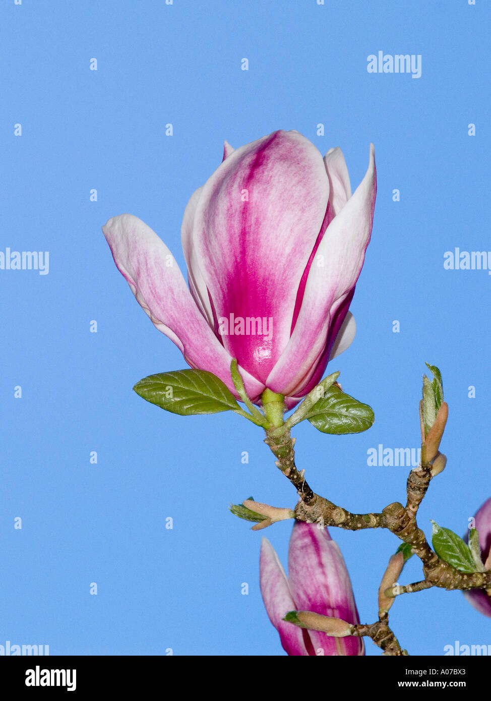 Pink and white flowered Magnolia Magnoliaceae Hybrid Cultivar of M ...