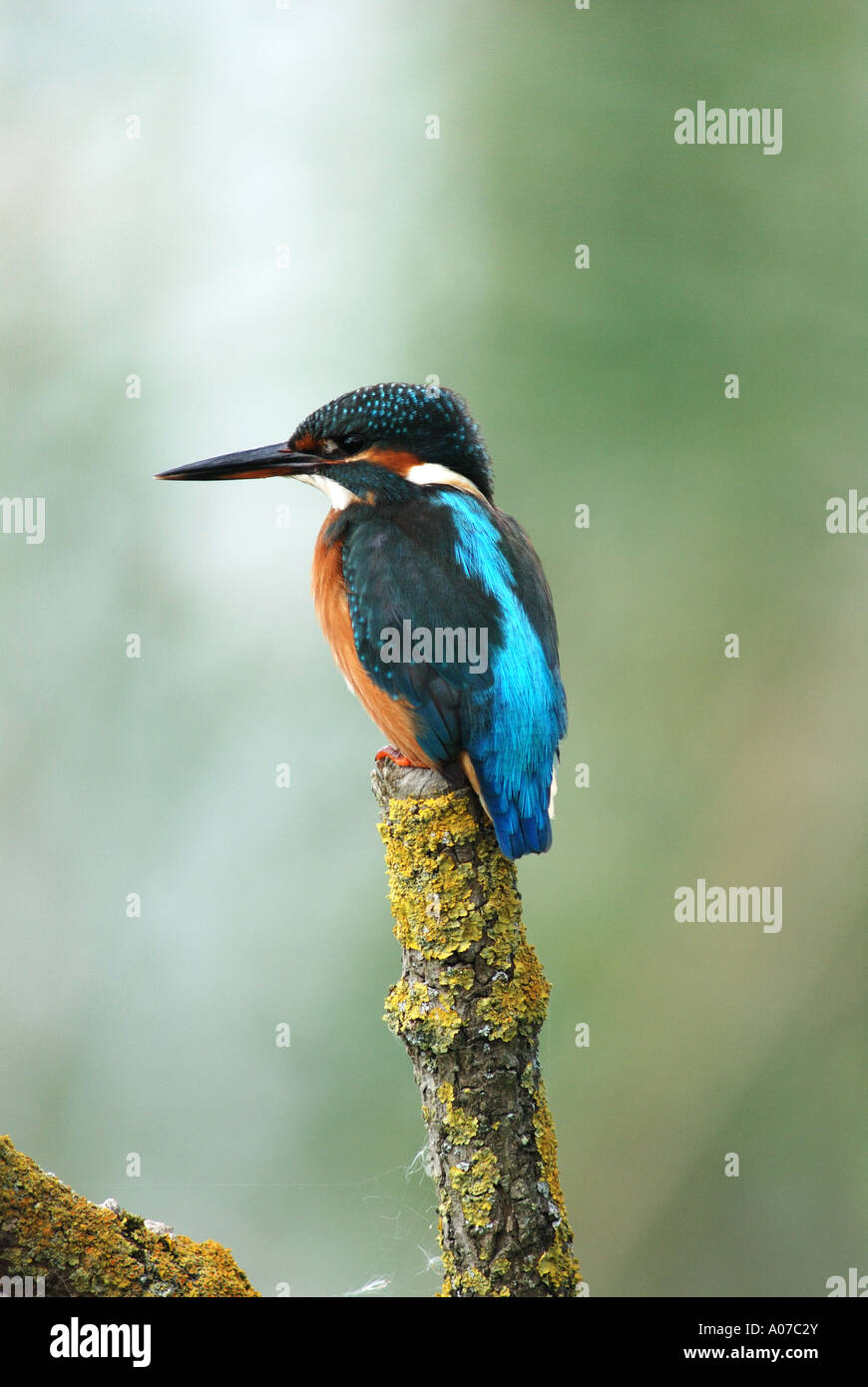 Female Kingfisher at Stodmarsh Nature reserve near canterbury kent ...