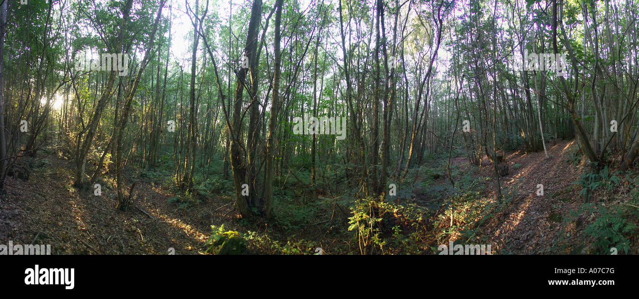 The Blean Woods near Canterbury one of England's ancient woodlands ...