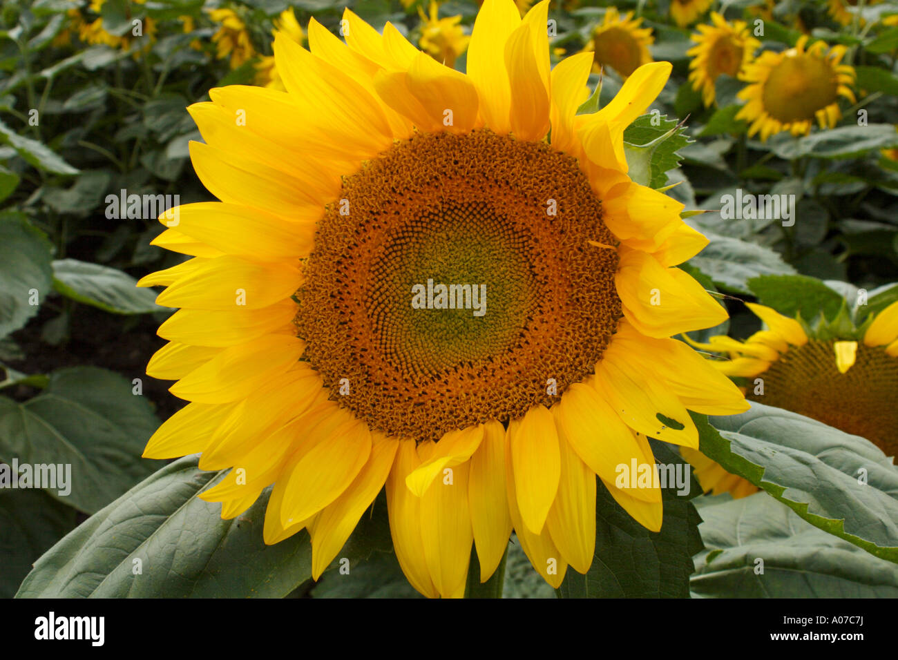 Black Sunflower field, UK Stock Photo - Alamy
